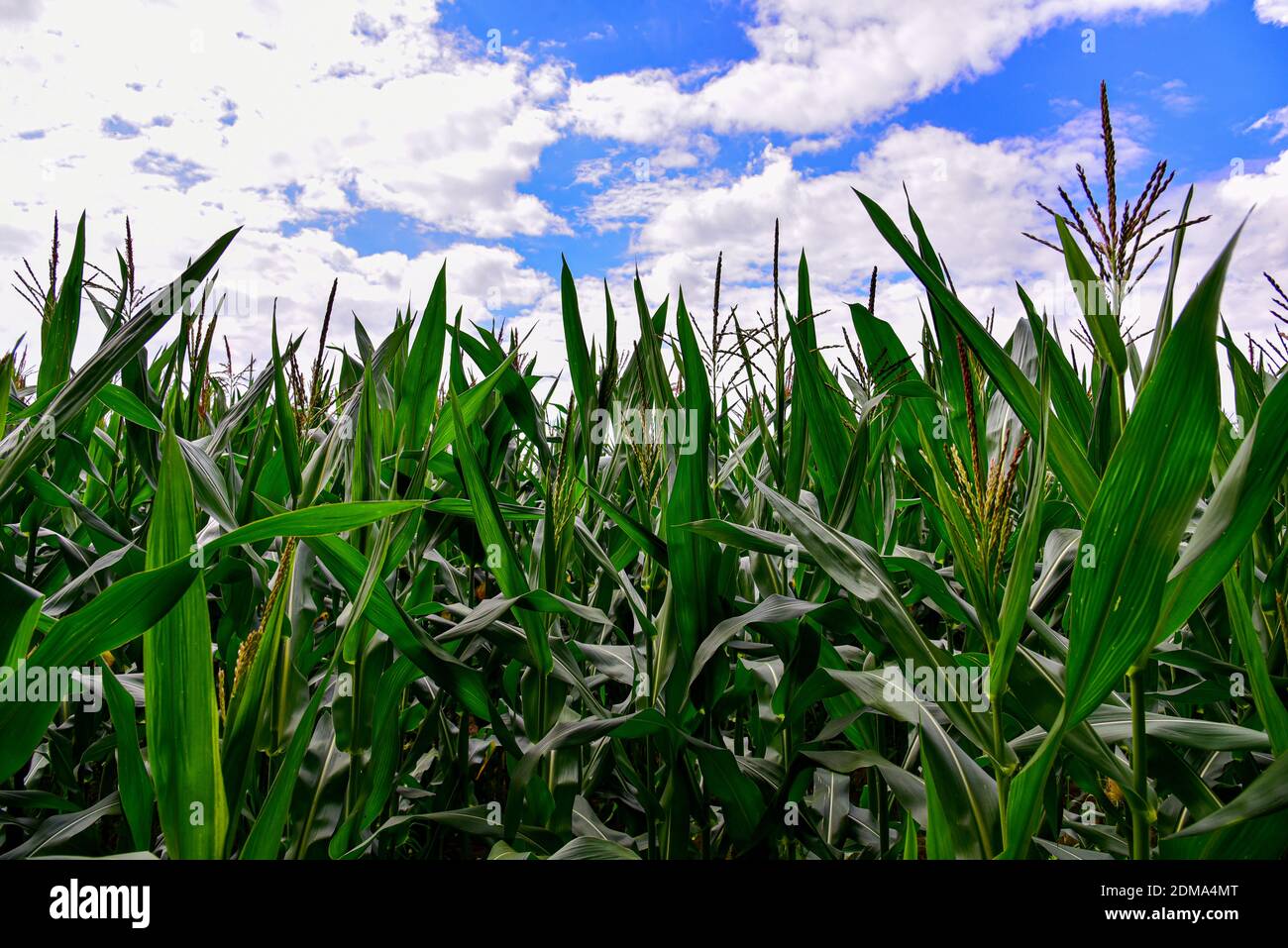Young corn plants in a field. Maize or sweetcorn plants background ...