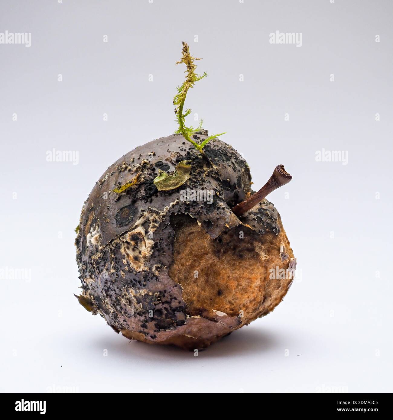 Rotten Apple Studio High Resolution Stock Photography and Images - Alamy