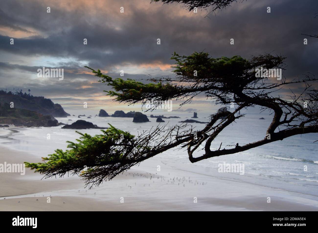 Krumholtz tree branches with sea stacks in background near Cannon Beach ...