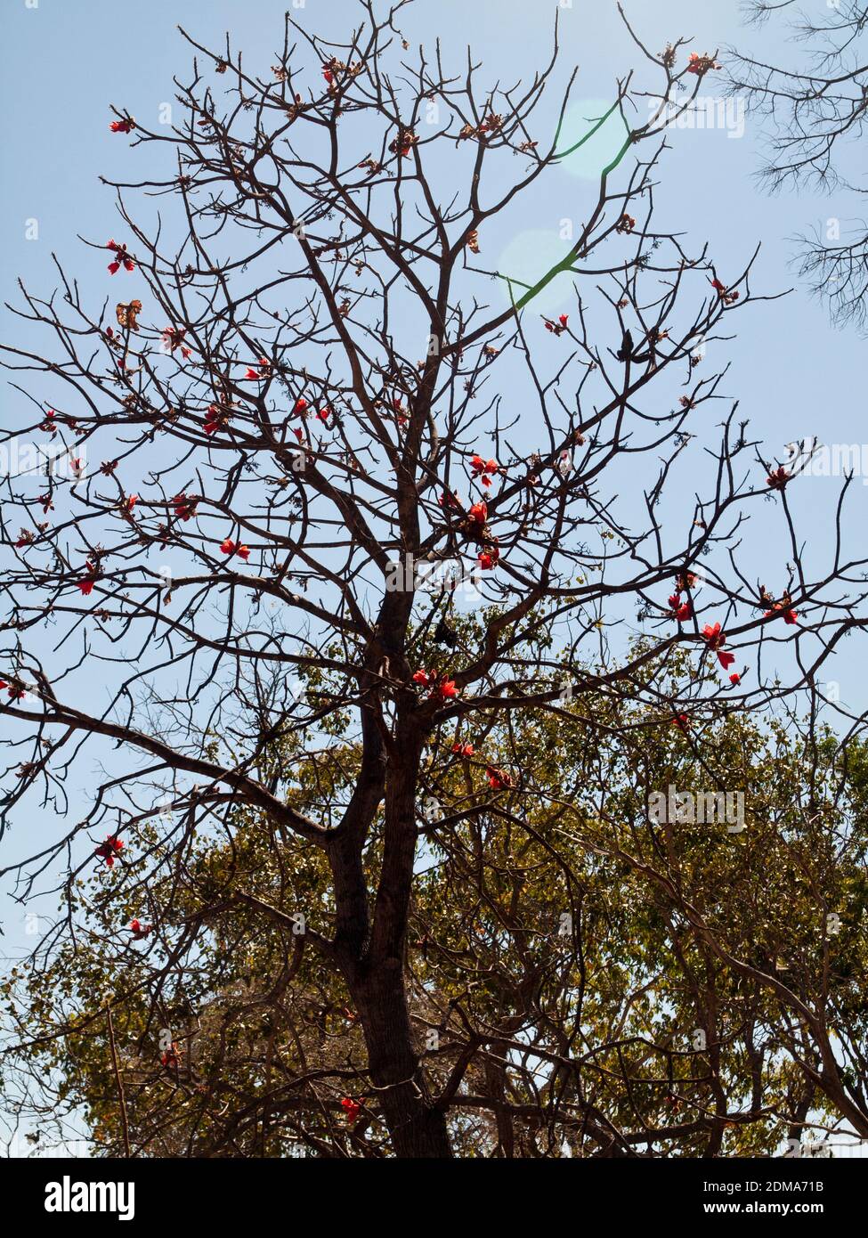Kimberley Rose (Brachychiton viscidulus), Mt Elizabeth, Gibb RIver Road ...