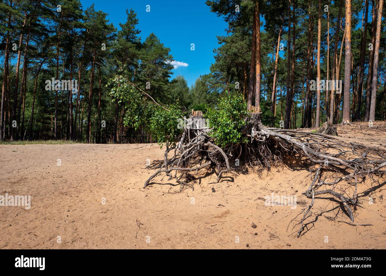 Durre wald hi-res stock photography and images - Alamy