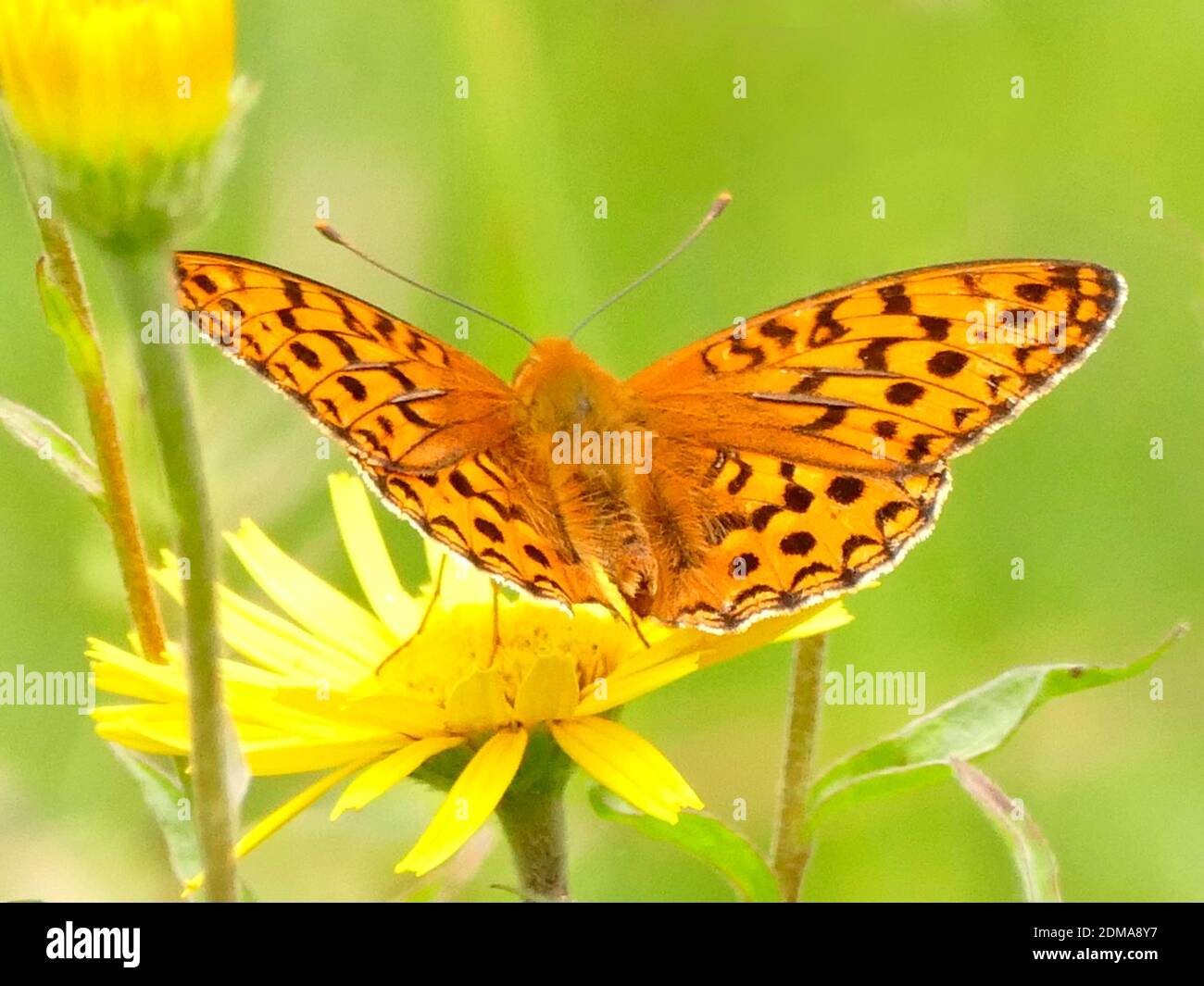 Painted Lady On A Flower Stock Photo - Alamy