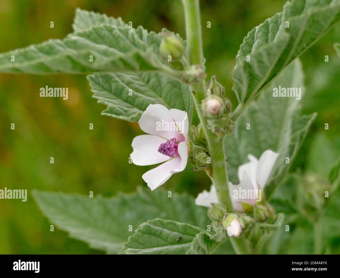 Medicinal Plant Marsh-mallow With Flower In Summer Stock Photo - Alamy