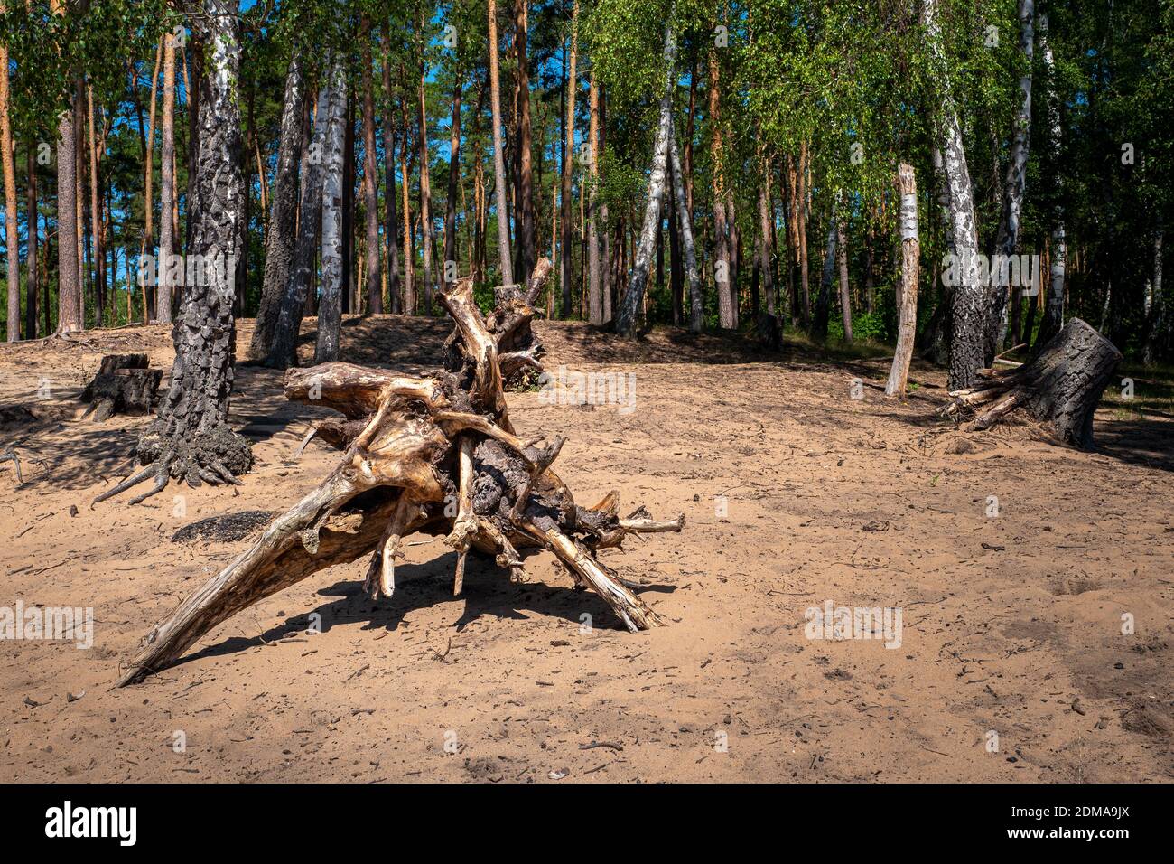 Dry Forest Area Stock Photo - Alamy