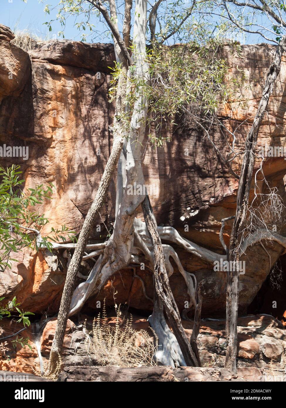 Twisted tree roots embedded in a sandstone cliff, Kimberley, Western ...