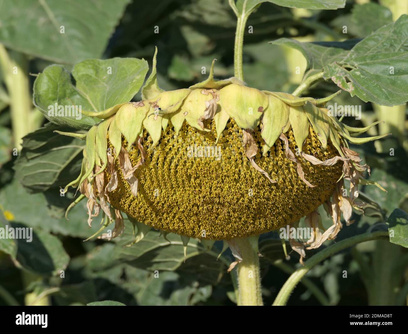 Sunflower Withered, Seed Pod Stock Photo - Alamy