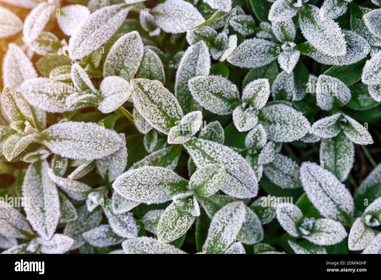 Selective focus. First frost on a frozen field plants, late autumn ...