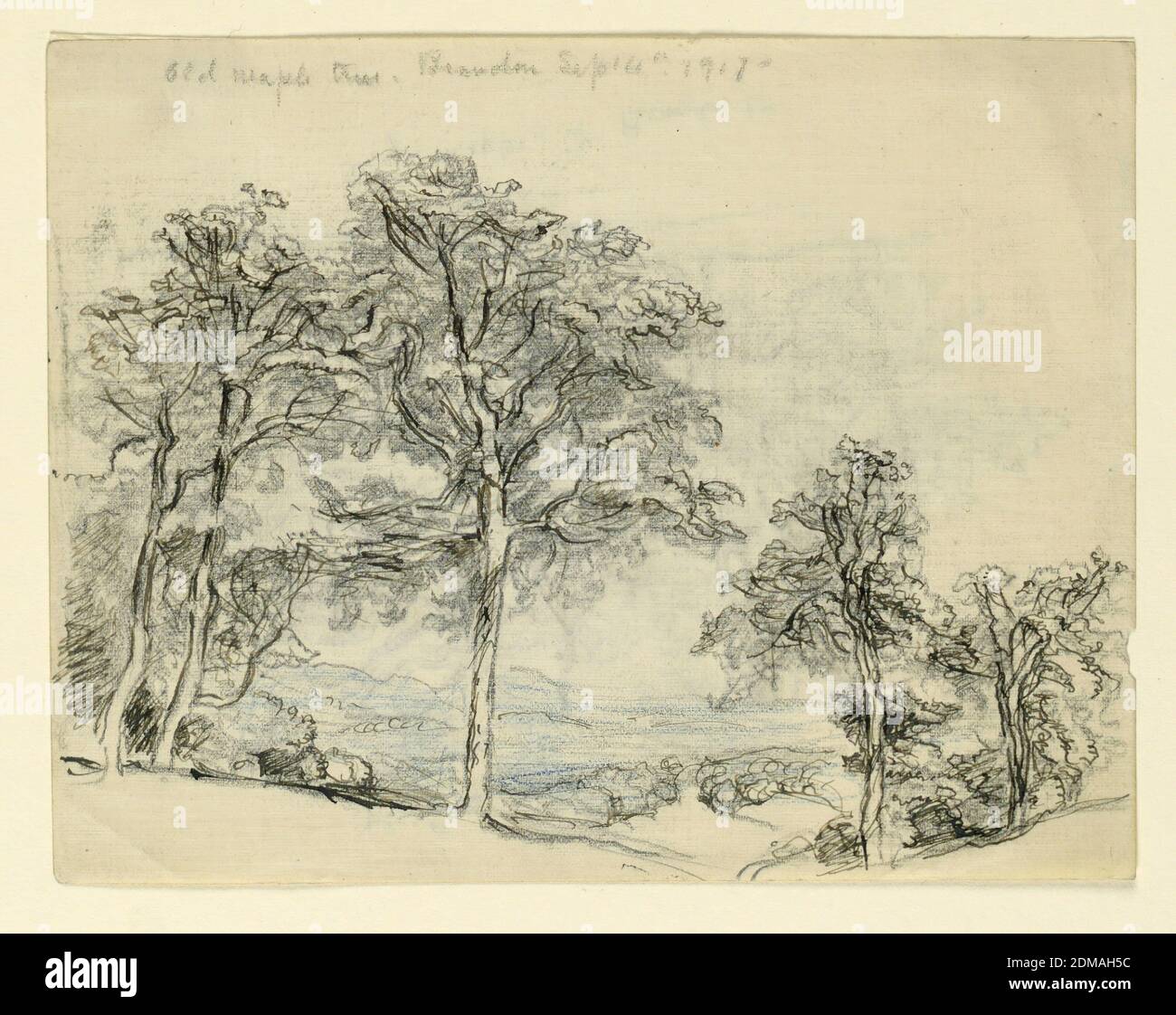 Old Pen And Ink Trees