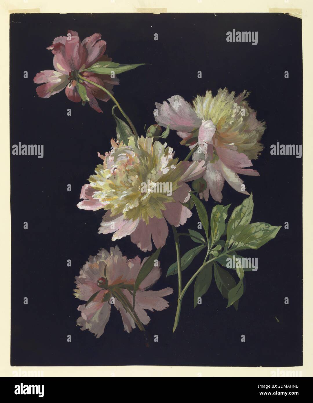 Flower Study, Peonies, Brush and gouache on light brown paper, Large ...