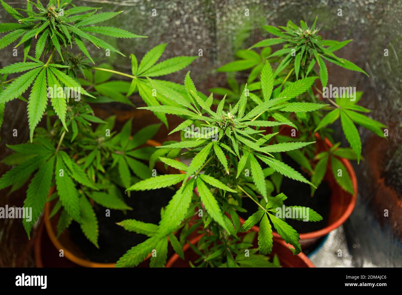 A top view of cannabis bush in flower pots Stock Photo - Alamy