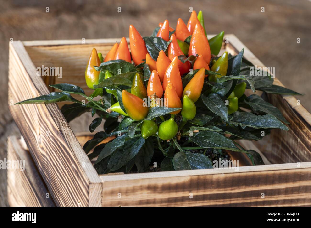 Chilis in einer holzkiste hi-res stock photography and images - Alamy