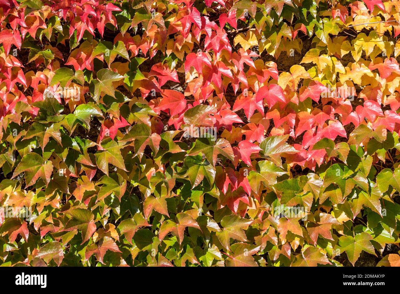 Climbing Plant Wild Grape In Varied Colors In Autumn Stock Photo - Alamy
