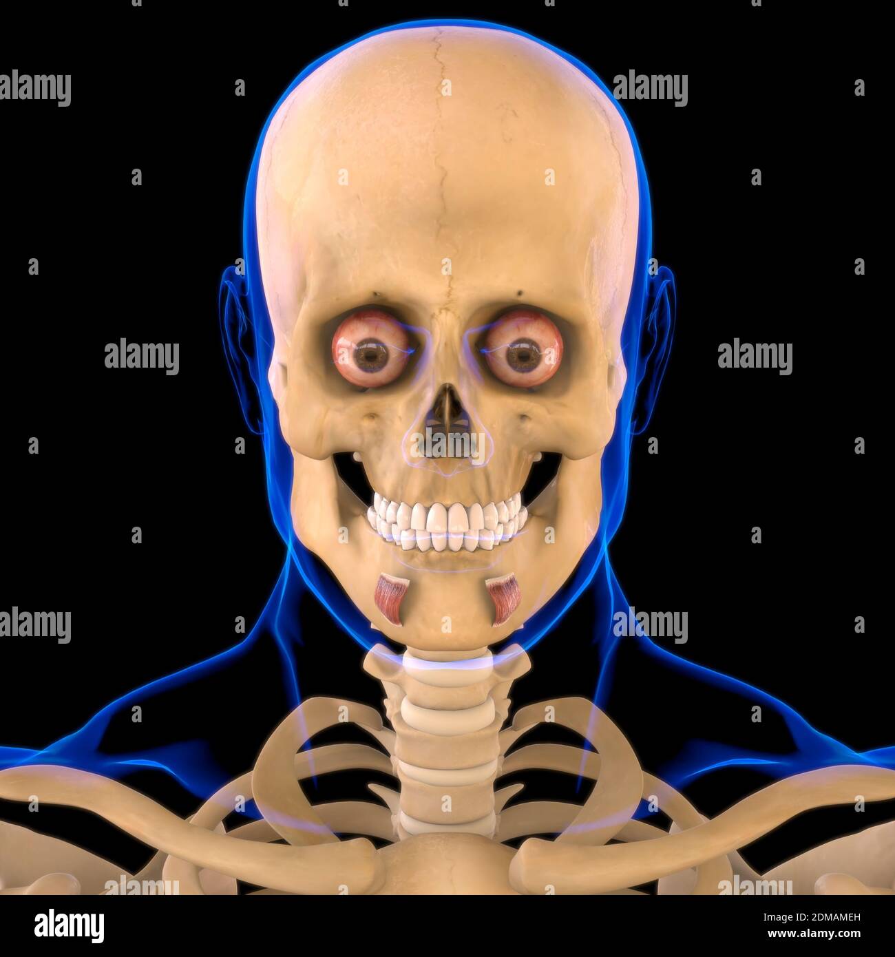 Depressor Labii Inferioris Muscle Anatomy For Medical Concept 3D ...