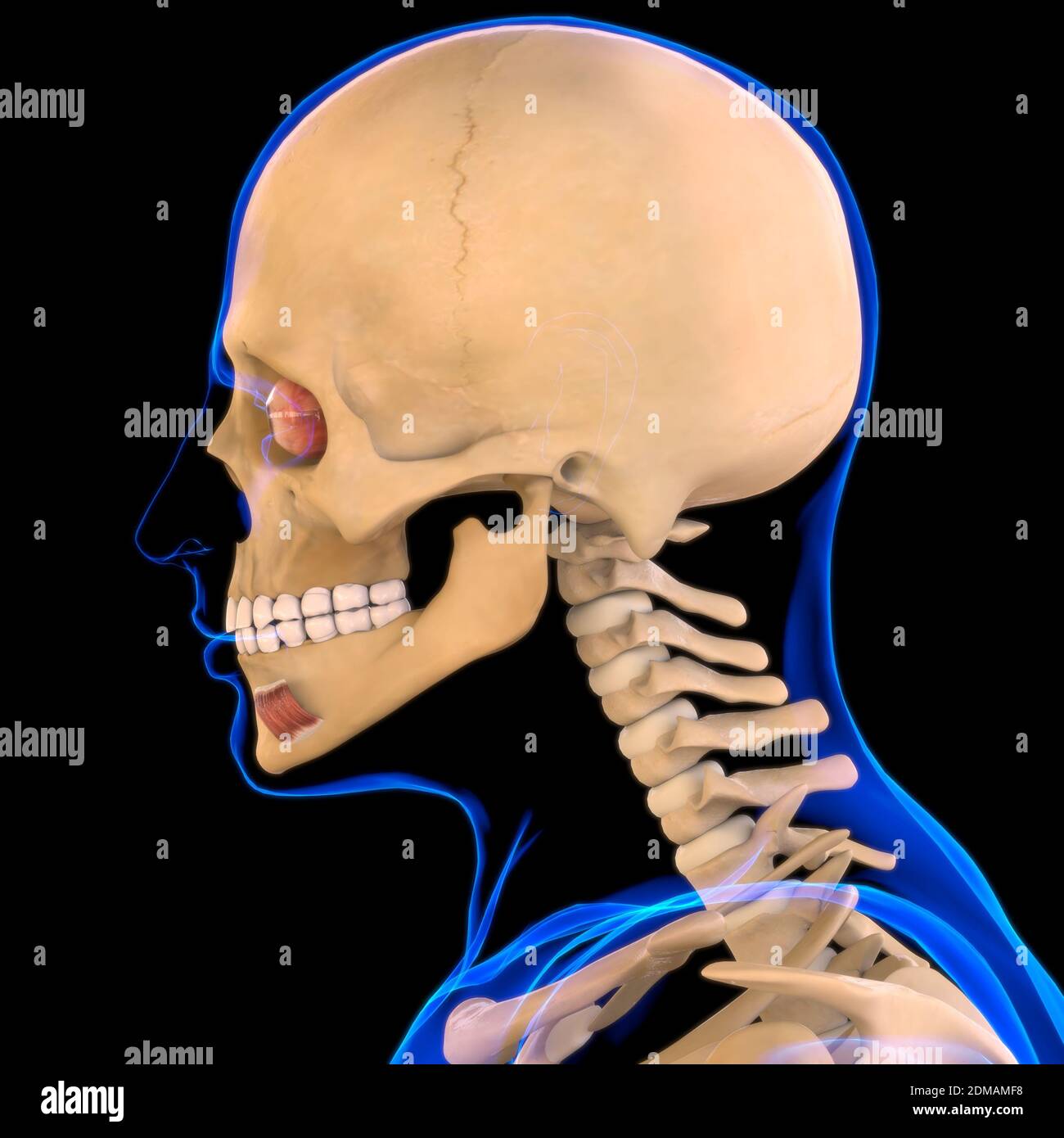 Depressor Anguli Oris Muscle Anatomy For Medical Concept 3D ...