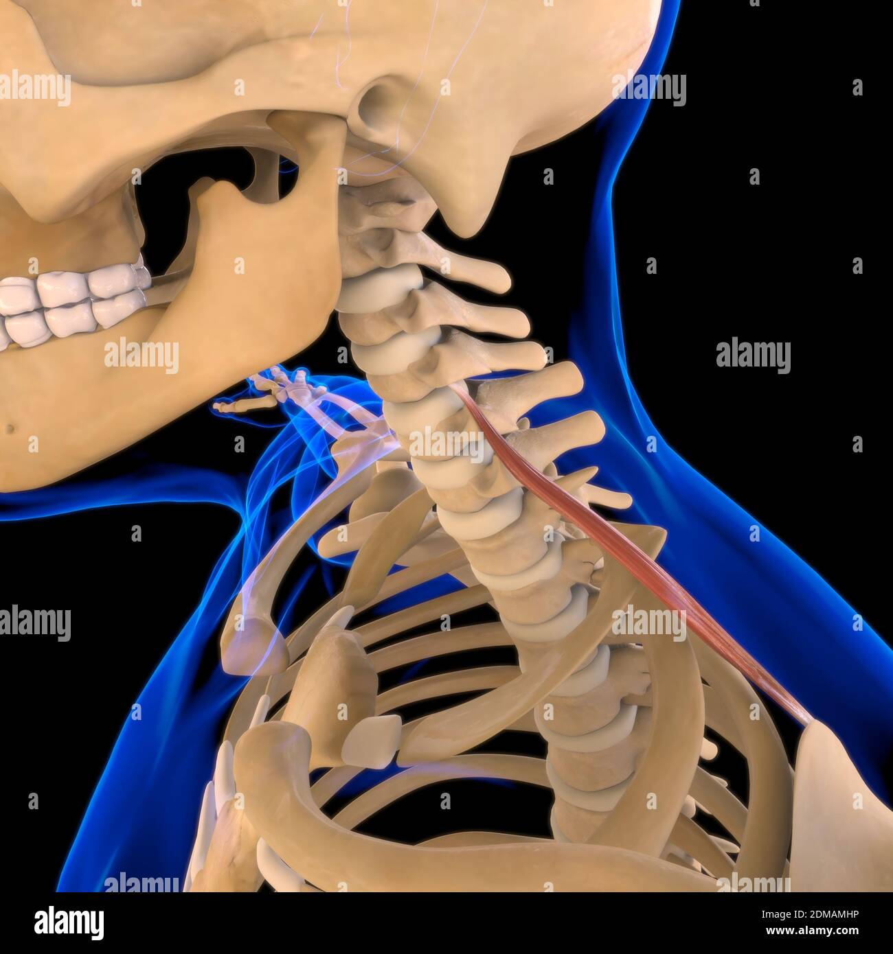 Levator Scapulae Muscle Anatomy For Medical Concept 3D Illustration ...