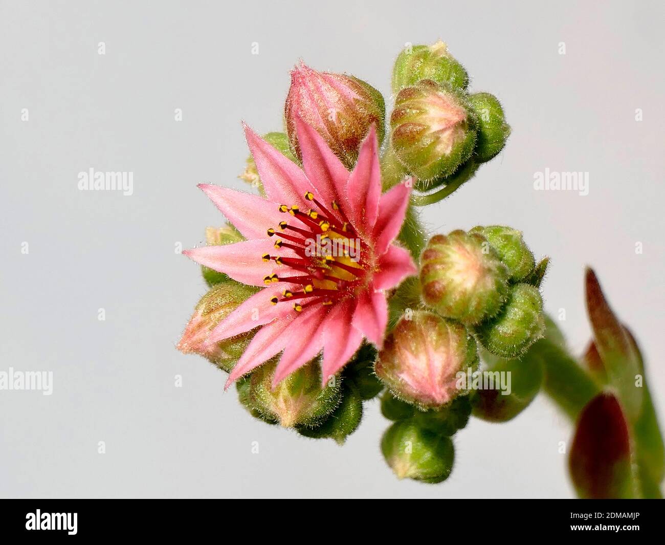 Common Houseleek With Flower Stock Photo - Alamy