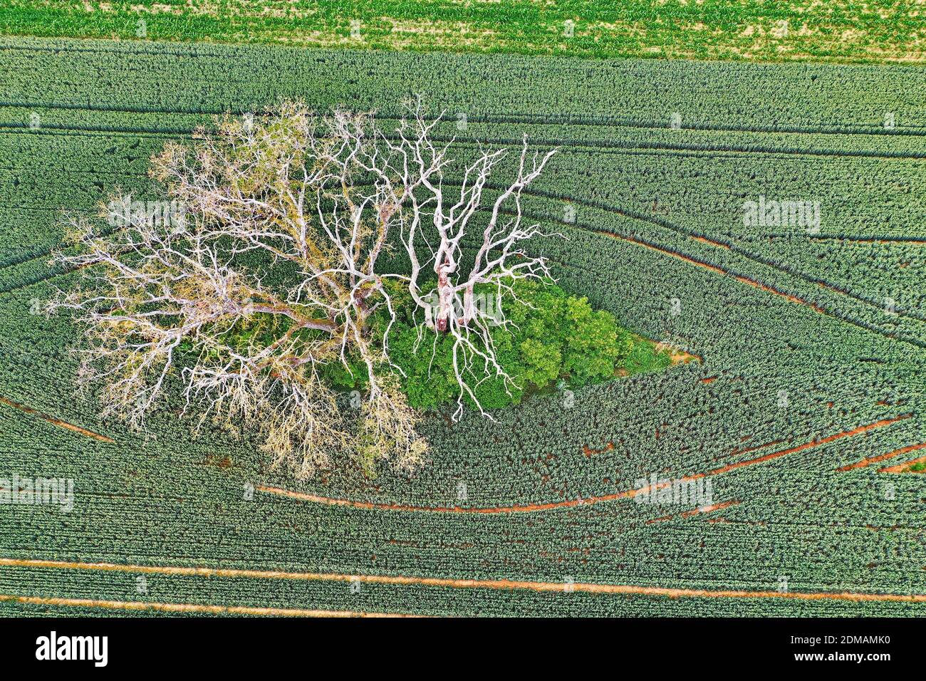 Dead Tree From Above Stock Photo - Alamy