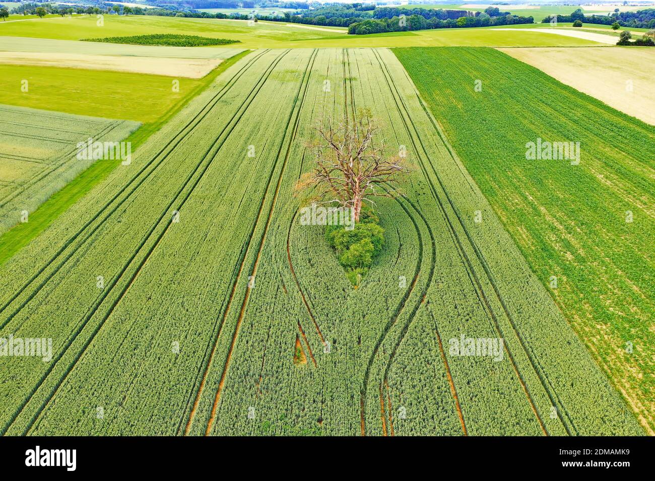 Dead Tree From Above Stock Photo - Alamy