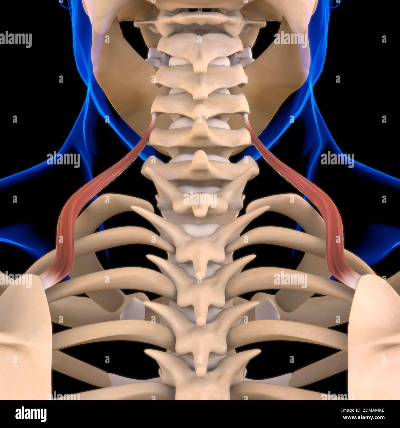 Levator Scapulae Muscle Anatomy For Medical Concept 3D Illustration ...