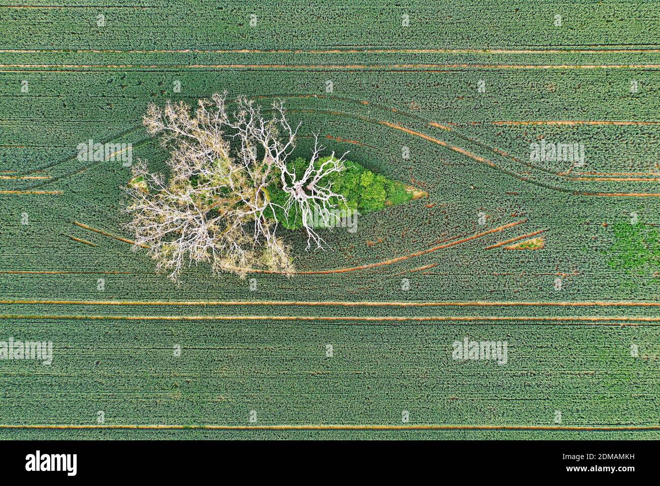 Dead Tree From Above Stock Photo - Alamy
