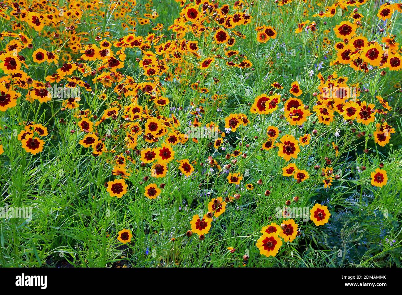 Blumenwiese wiesenblumen wildblumen wiese blumen hi-res stock ...