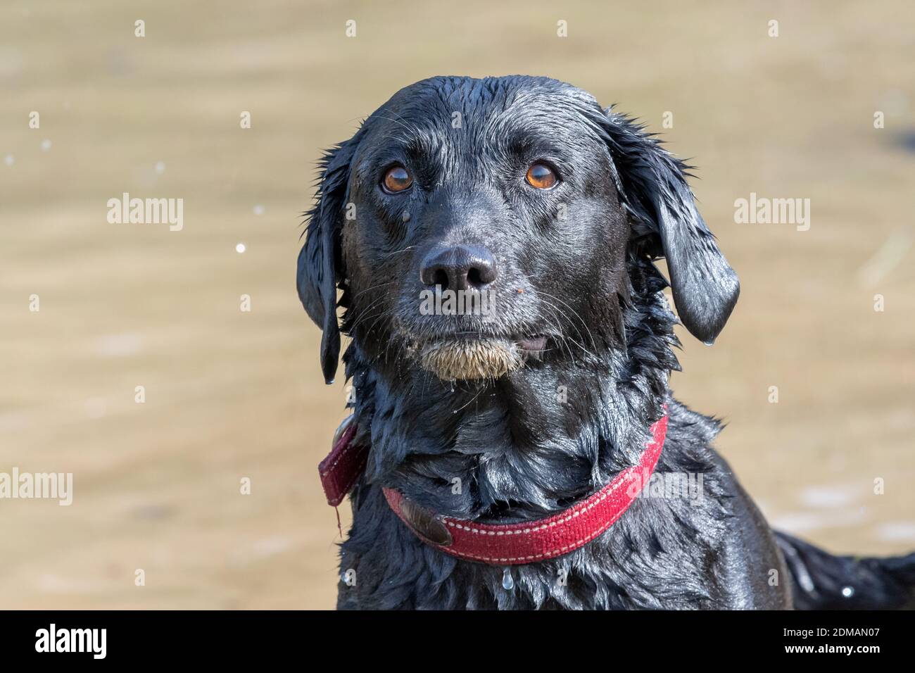 Black labrador standing up hi-res stock photography and images - Alamy