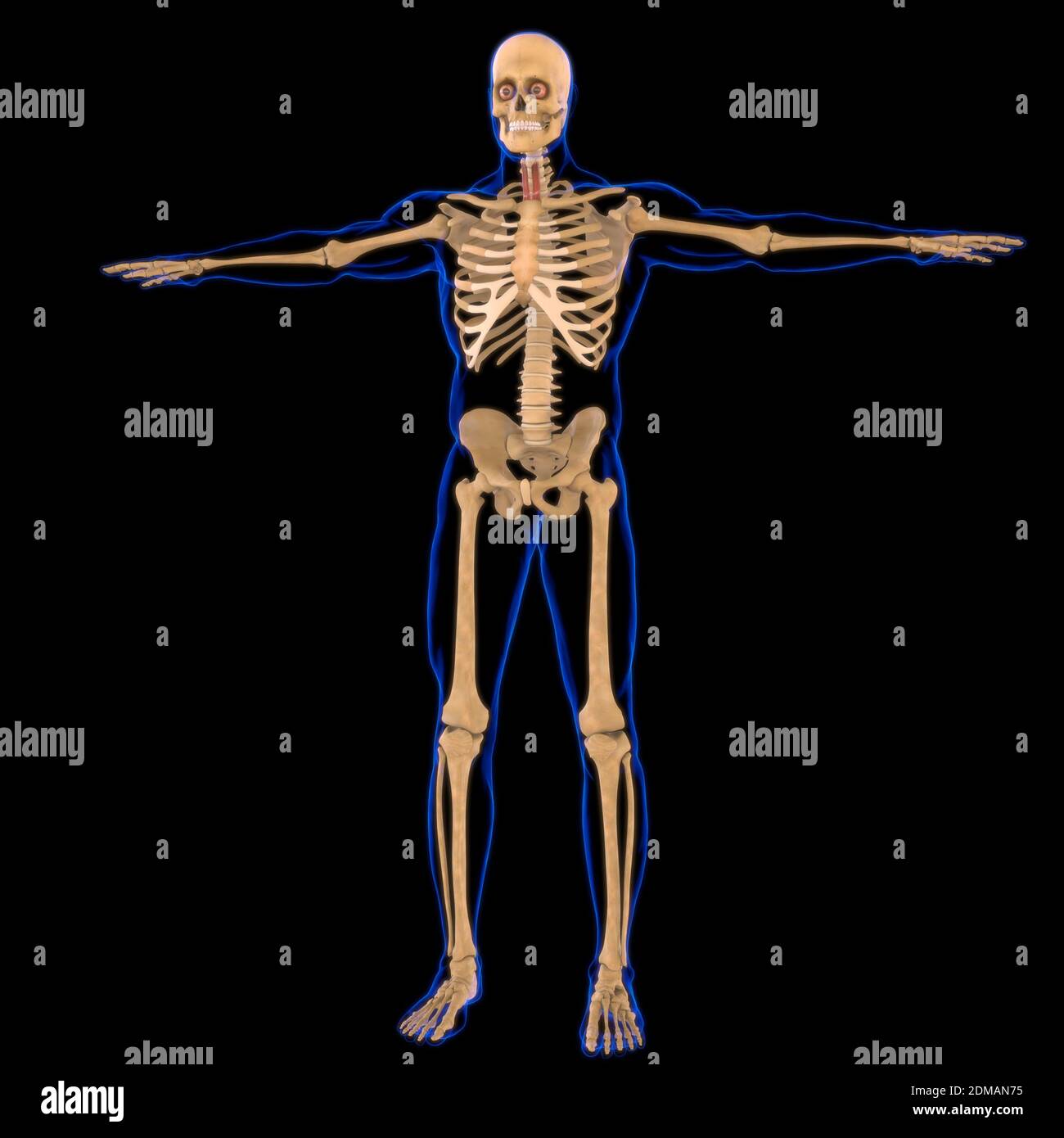 Sternohyoid Muscle Anatomy For Medical Concept 3D Illustration Stock ...