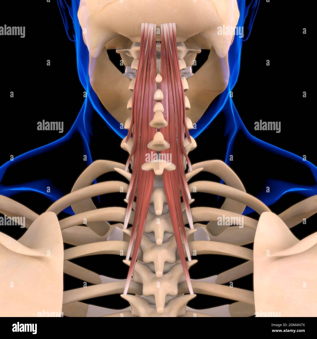 Semispinalis Capitis Muscle Anatomy For Medical Concept 3D Illustration ...