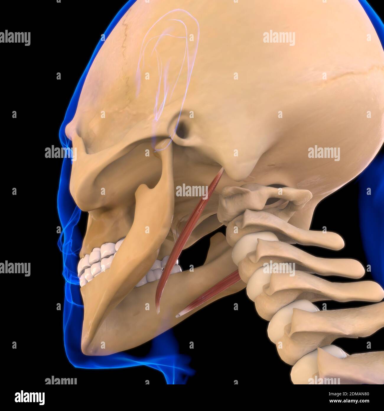 Stylohyoid Muscle Anatomy For Medical Concept 3D Illustration Stock ...