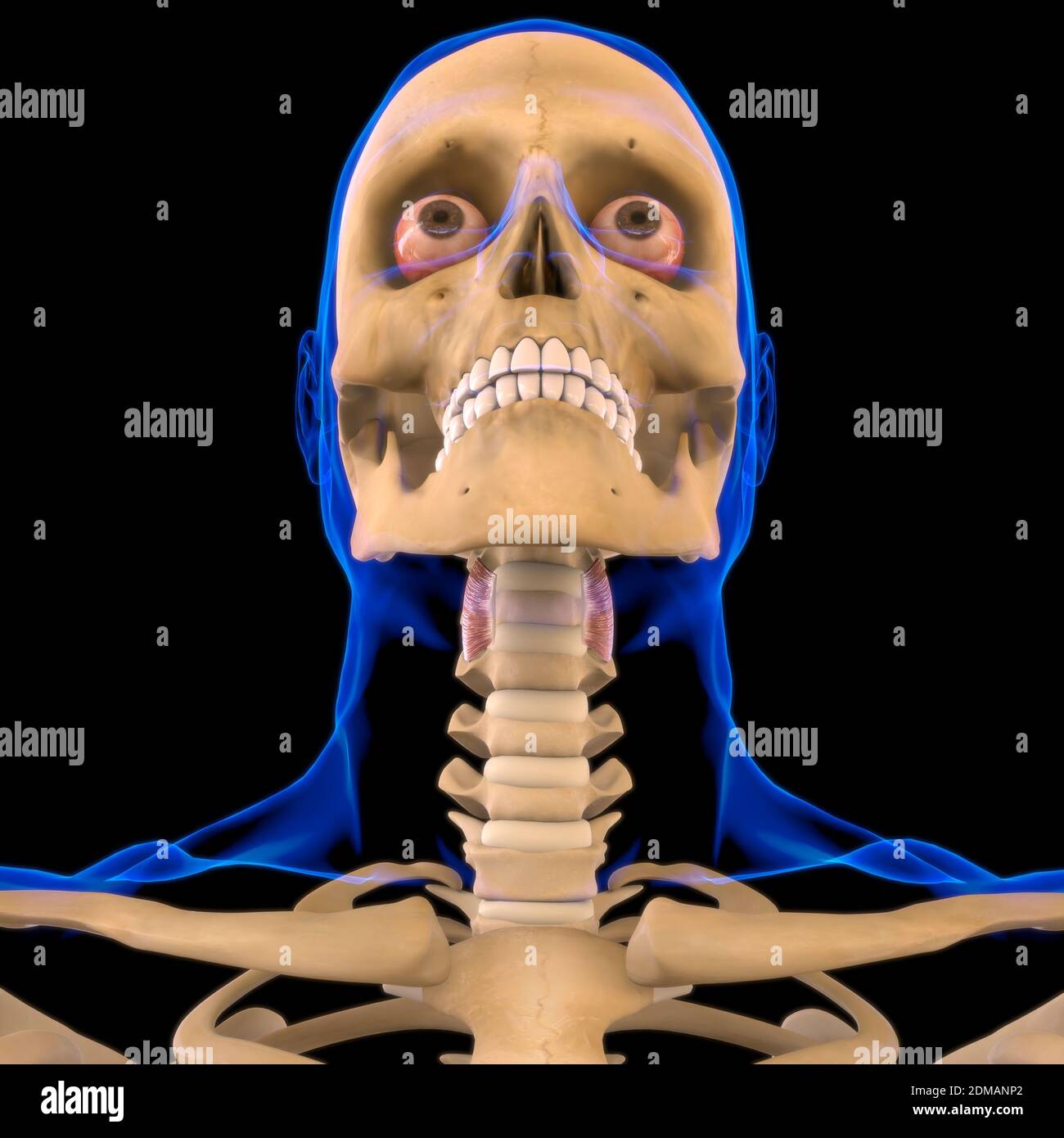 Thyrohyoid Muscle Anatomy For Medical Concept 3D Illustration Stock ...