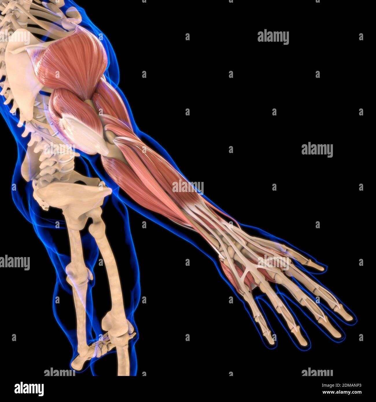 Arm Muscle Anatomy For Medical Concept 3D Illustration Stock Photo - Alamy