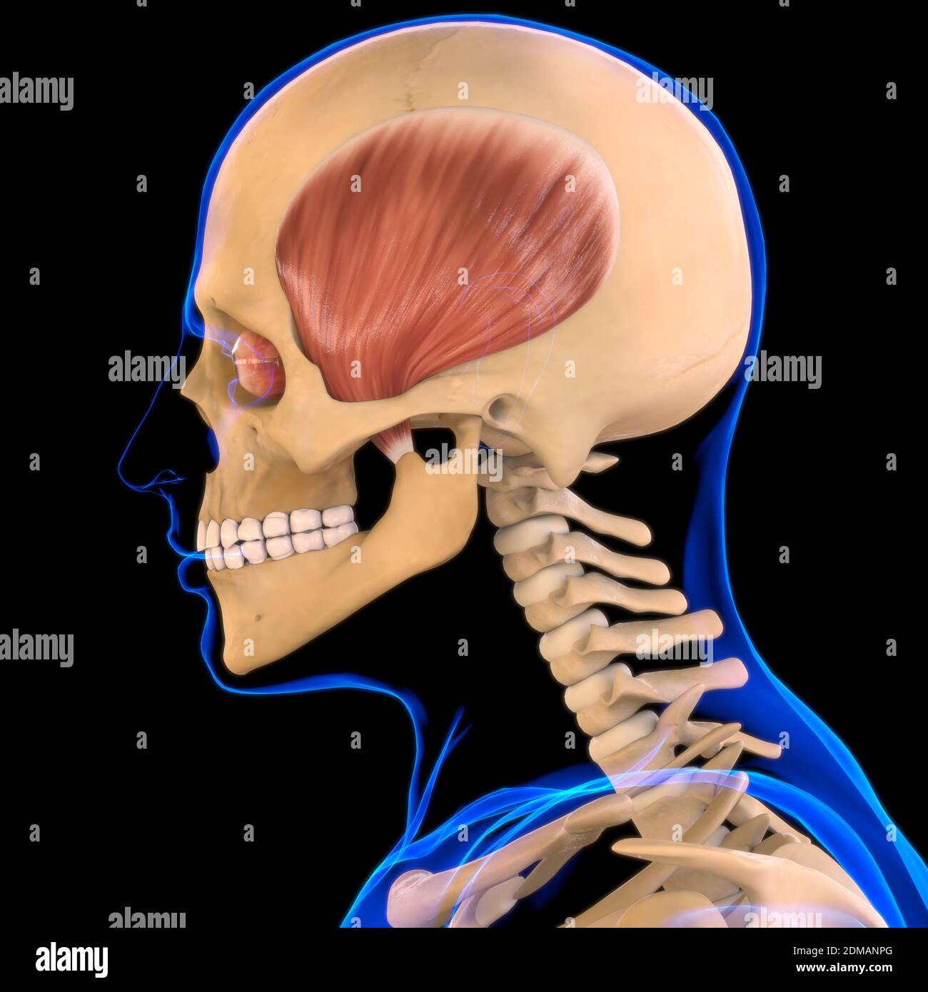 Temporal Muscle Anatomy For Medical Concept 3D Illustration Stock Photo ...