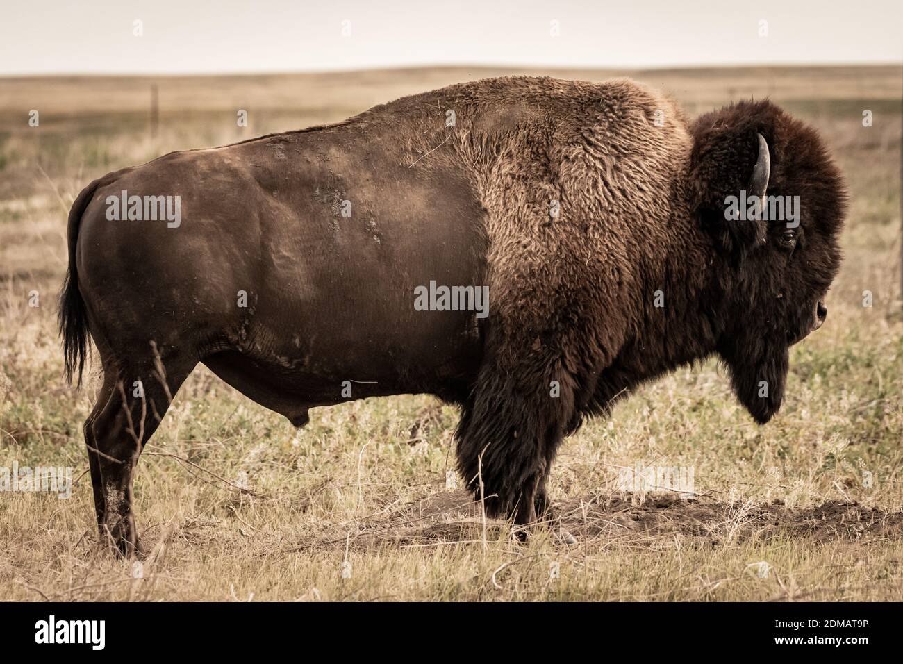 Bison Taking A Break From Scratching in Badlands National Park Stock ...