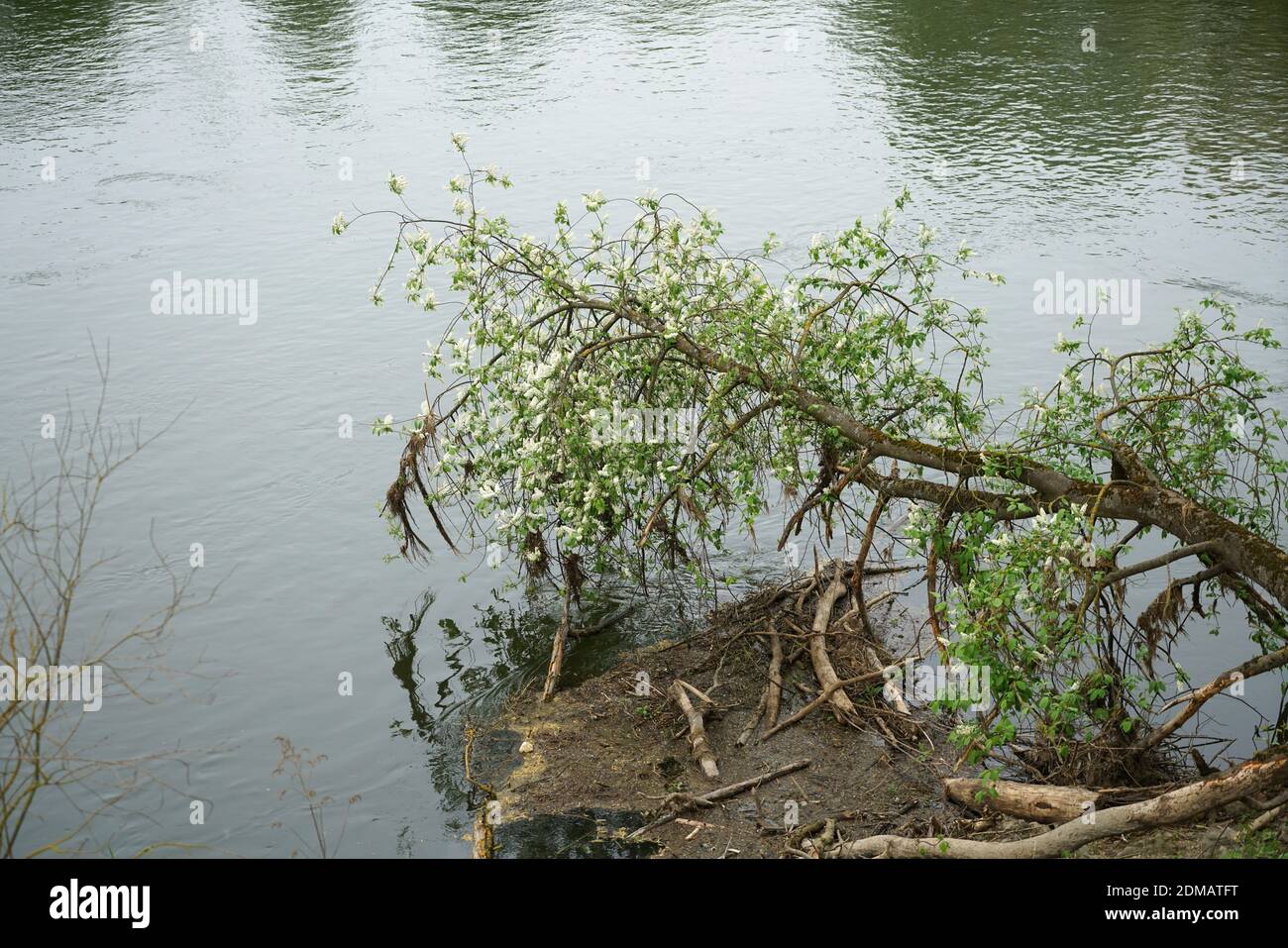 An old fallen tree in a lake Stock Photo - Alamy
