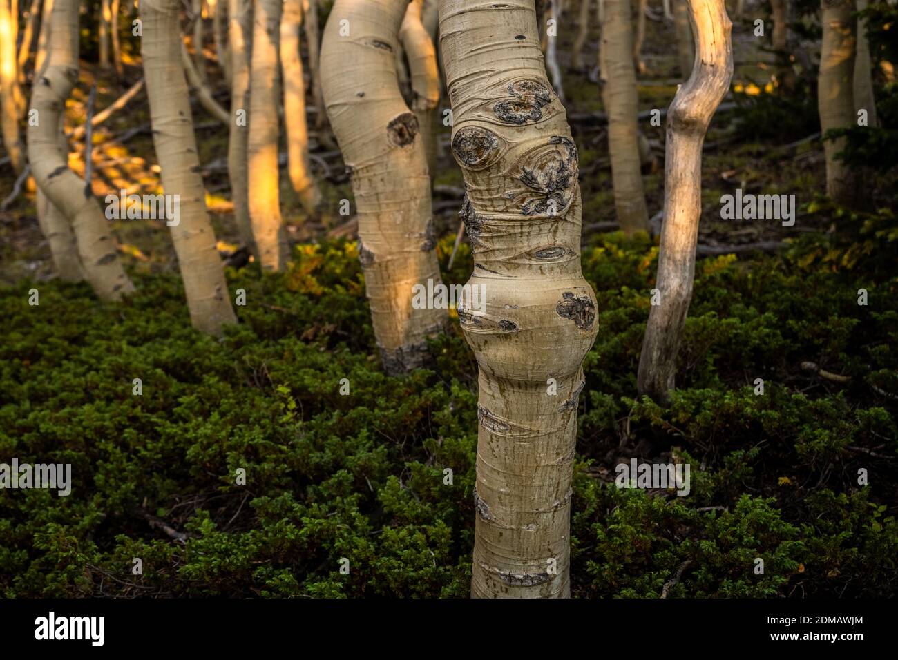 Bending tree trunks hi-res stock photography and images - Alamy
