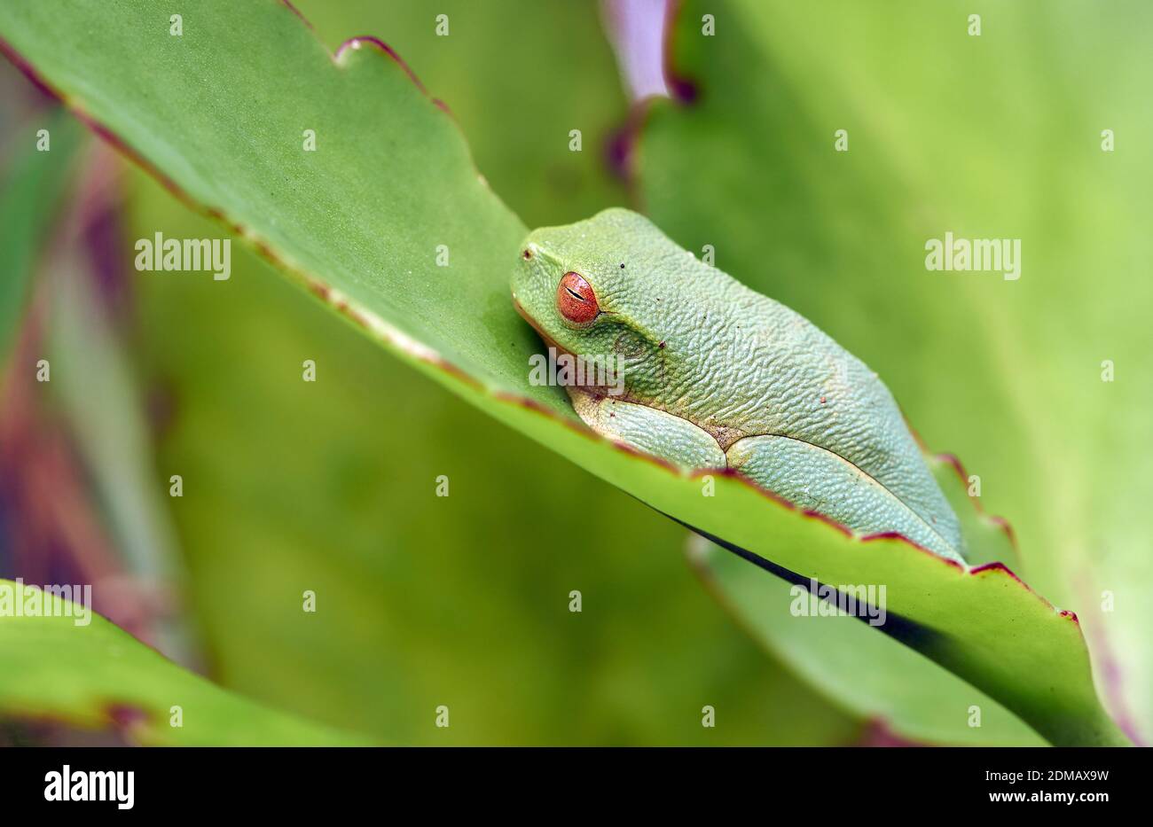 Ranoidea gracilenta hi-res stock photography and images - Alamy