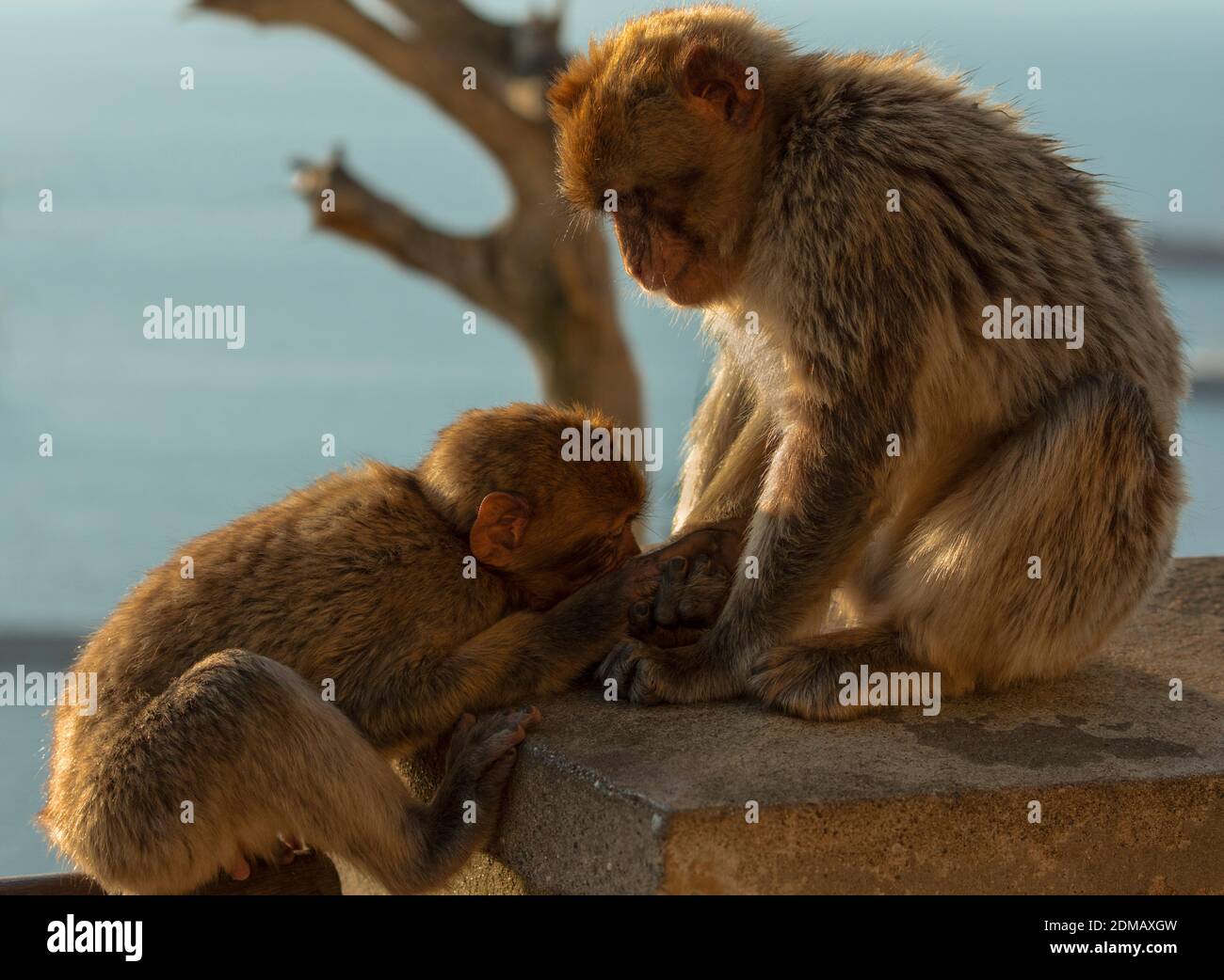 Barbary macaque mother and baby hi-res stock photography and images - Alamy
