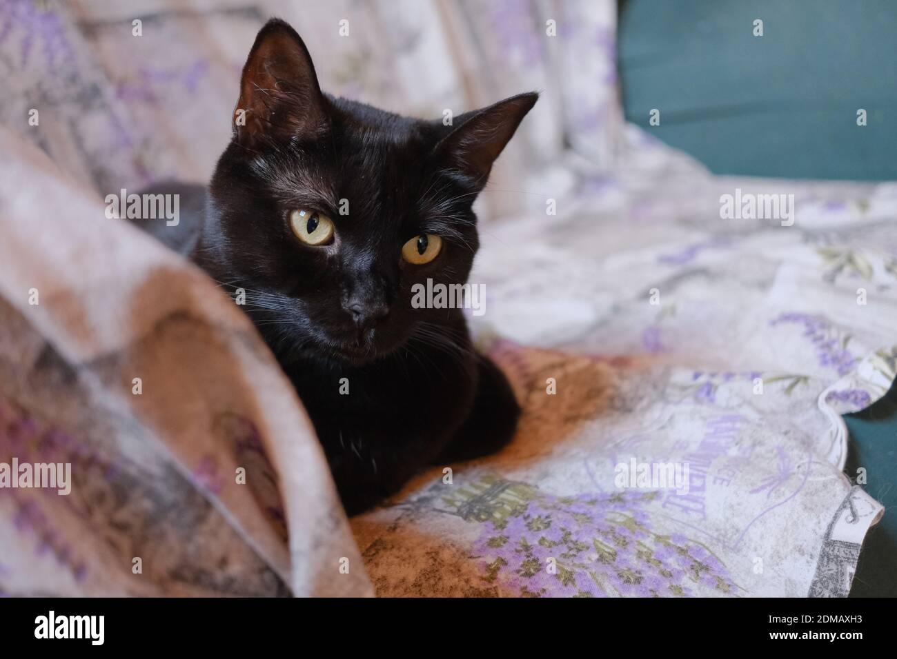 Animal sat down hi-res stock photography and images - Alamy