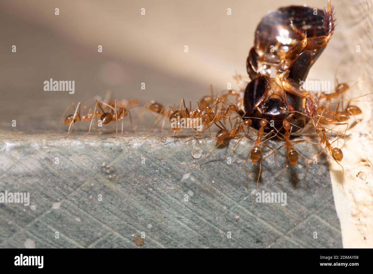 Ants Carrying Dead Insect High Resolution Stock Photography and Images ...