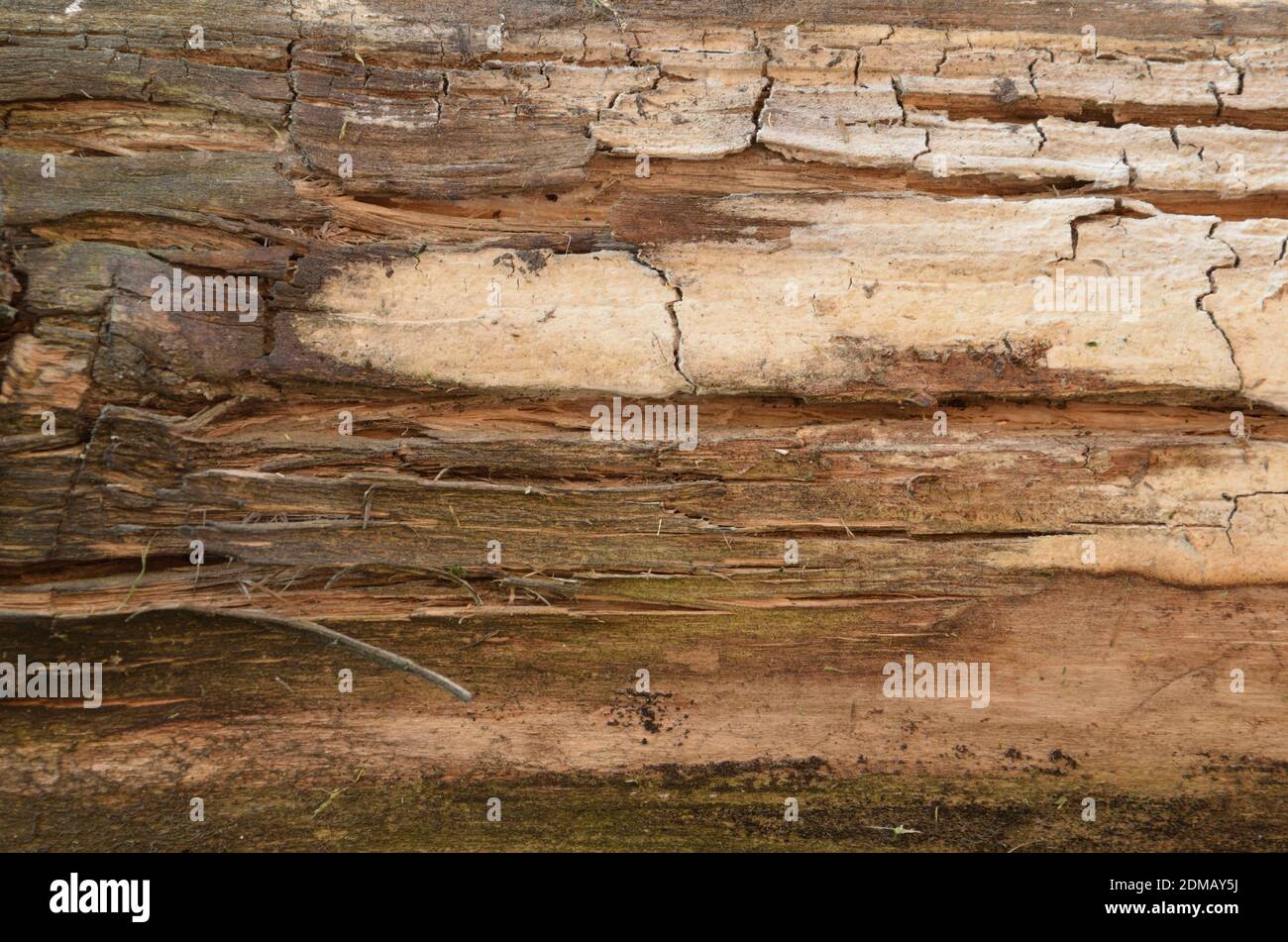Background of an old round log with cracks. Rough texture of natural ...