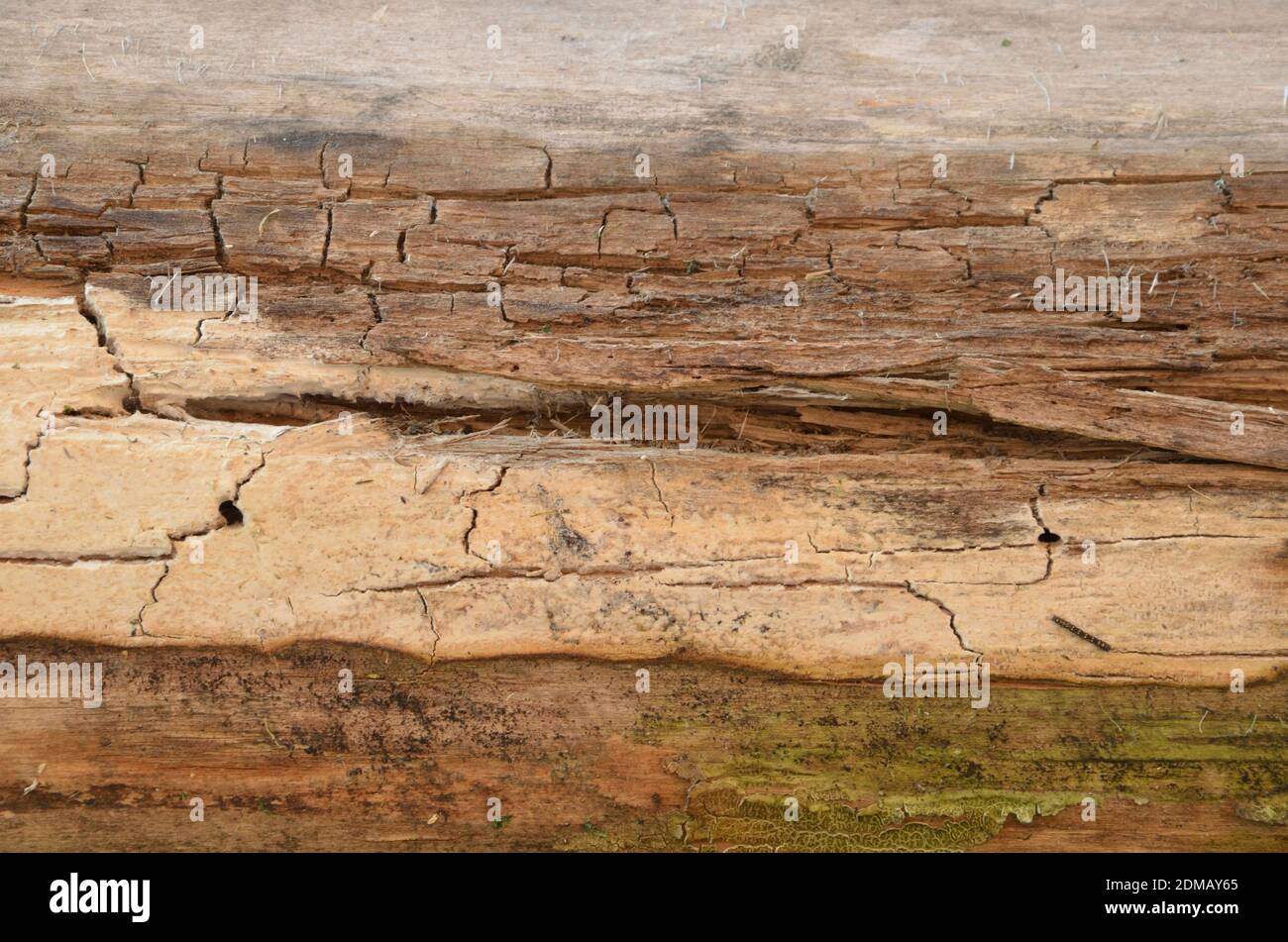 Background of an old round log with cracks. Rough texture of natural ...