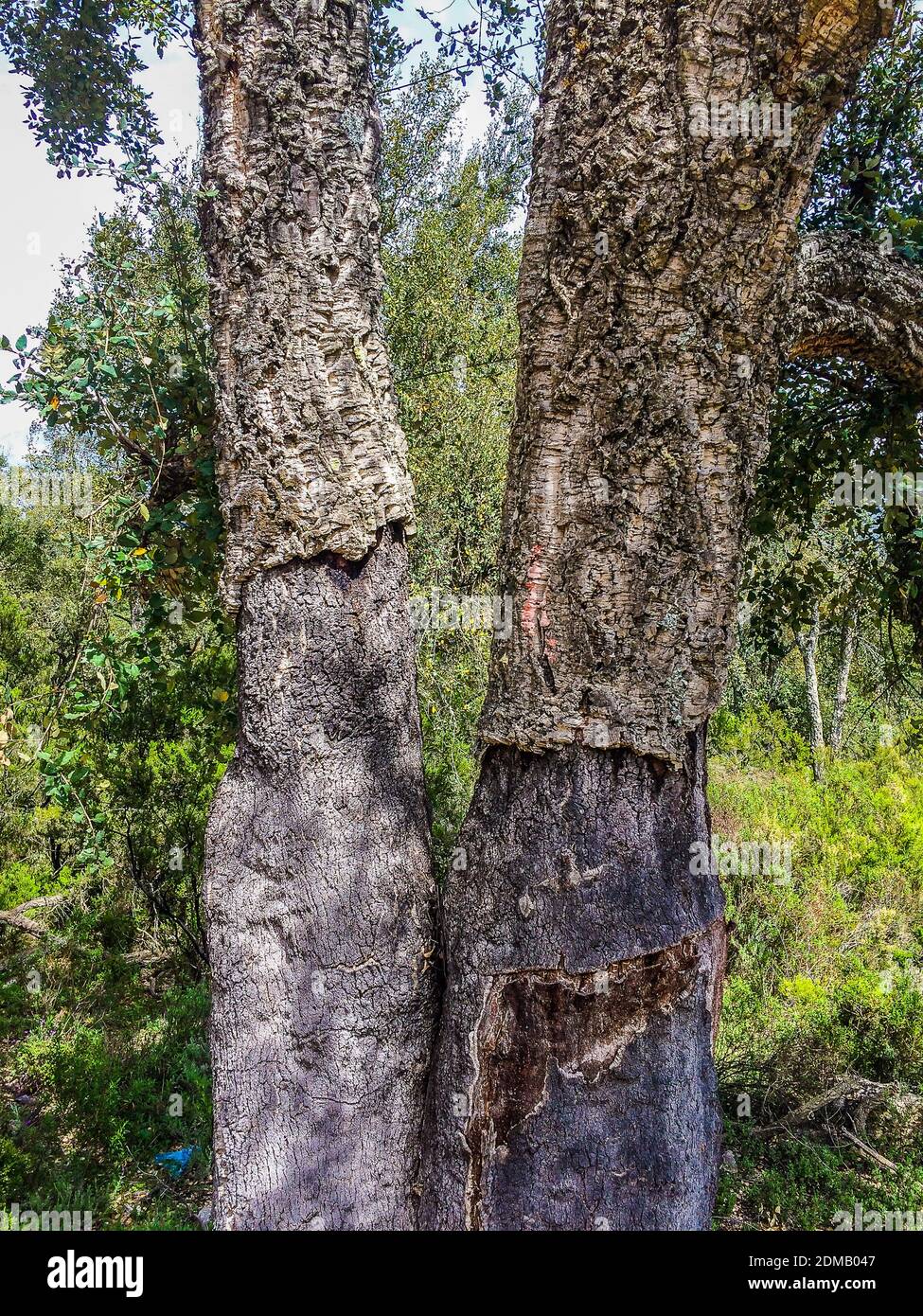 Cork oak trees in morocco hi-res stock photography and images - Alamy