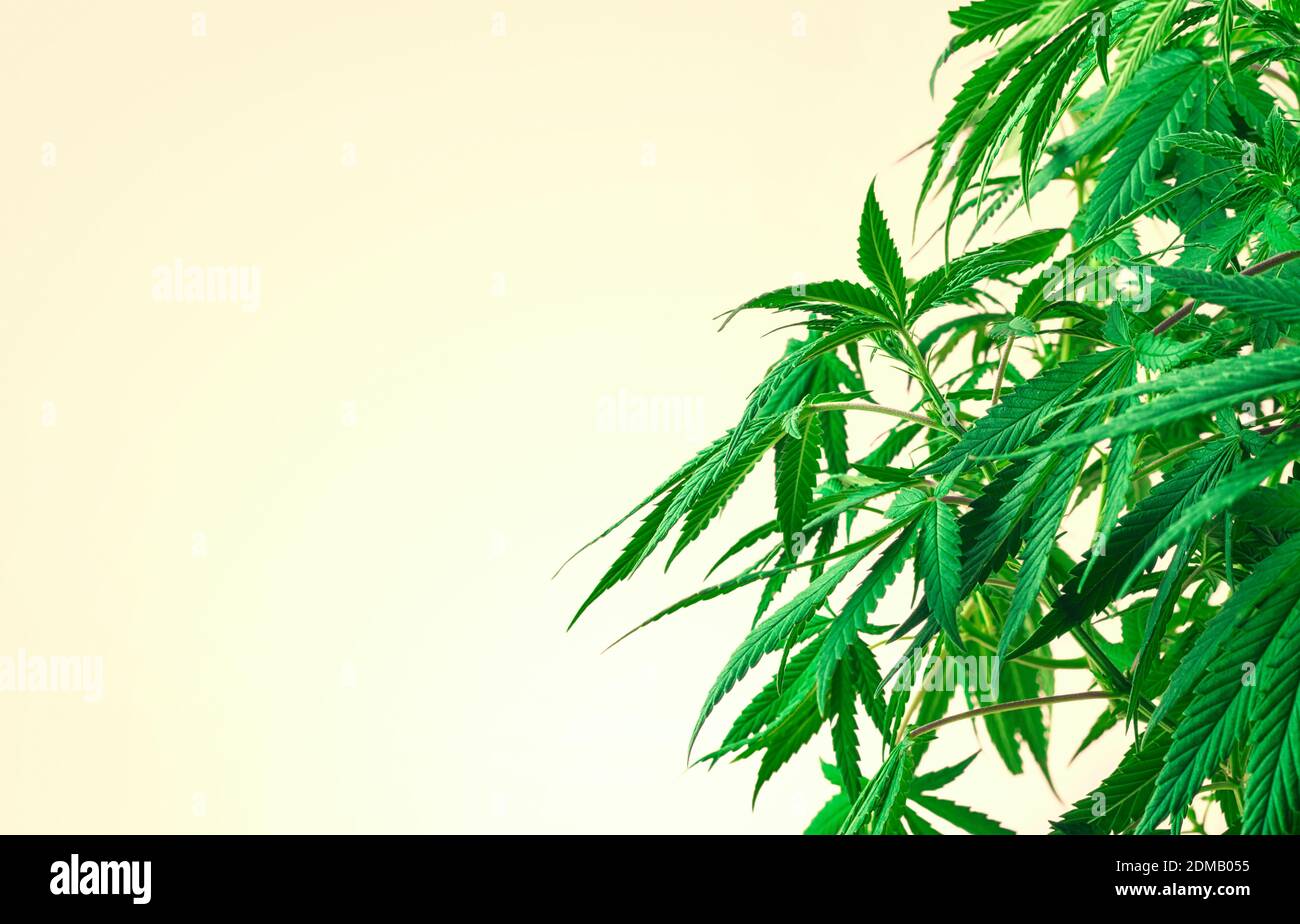 Indoor cannabis plant branches hi-res stock photography and images - Alamy