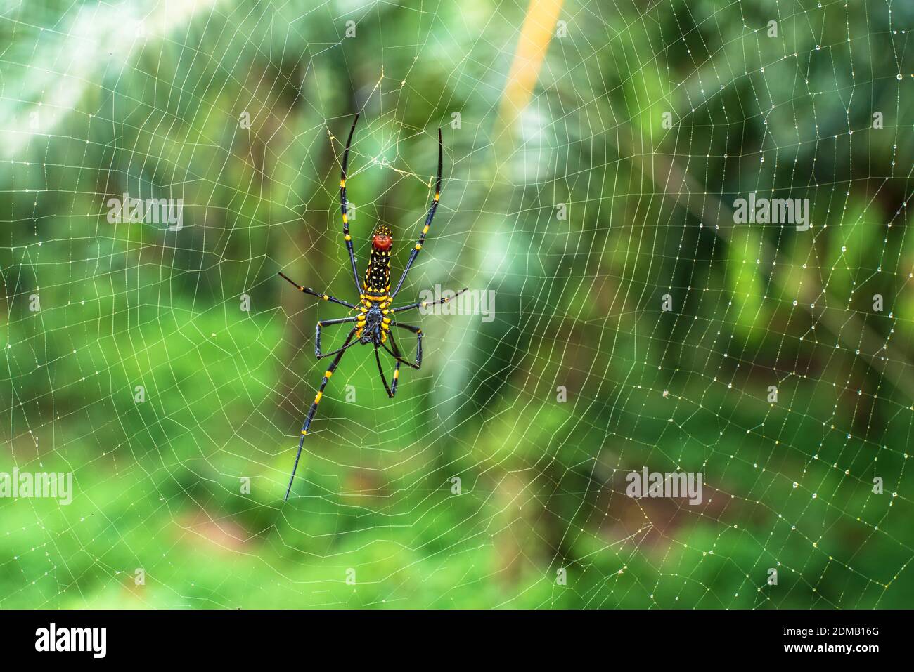 Spiders asia thailand hi-res stock photography and images - Alamy