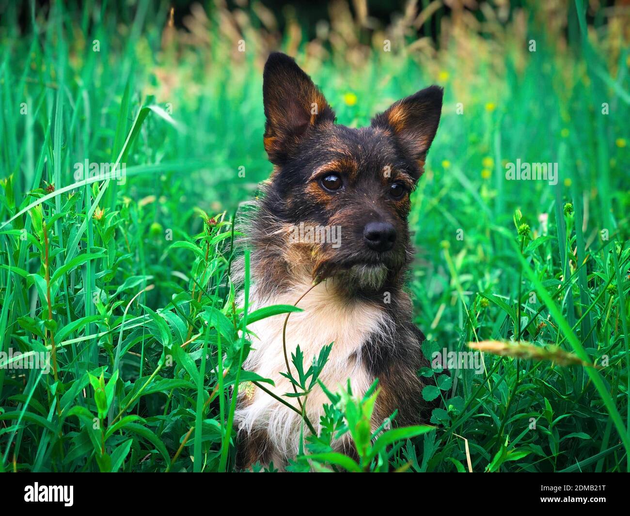 Small dog big field hi-res stock photography and images - Alamy