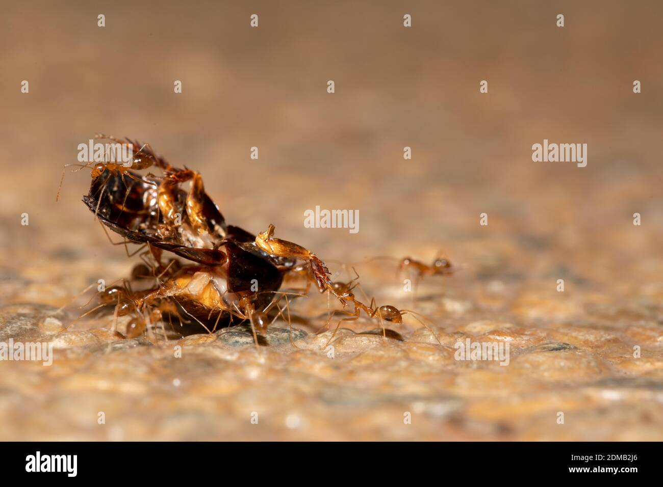 Ants Carrying Dead Insect High Resolution Stock Photography and Images ...