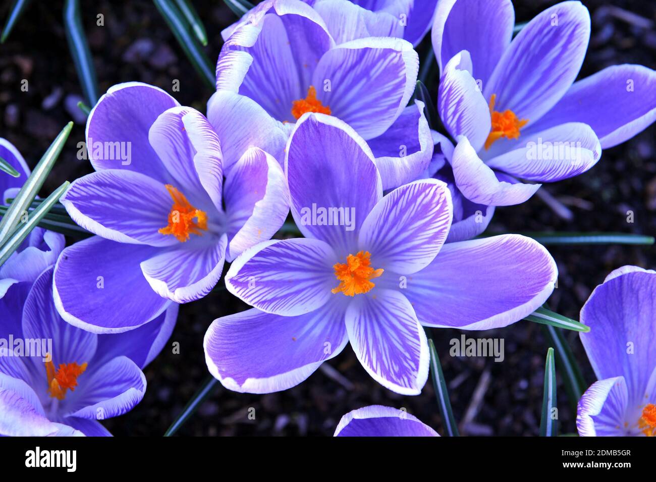 Crocus King of the Striped bloom in a garden in March Stock Photo - Alamy