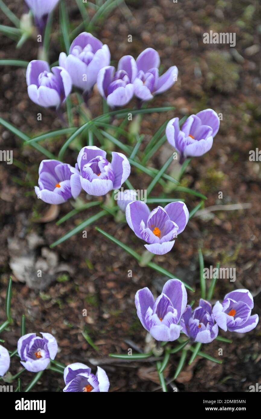 Crocus King of the Striped bloom in a garden in March Stock Photo - Alamy