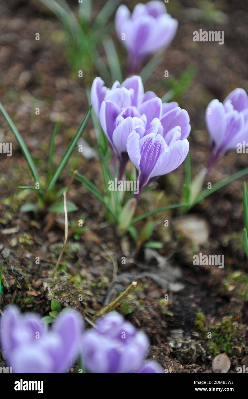 Crocus King of the Striped bloom in a garden in March Stock Photo - Alamy