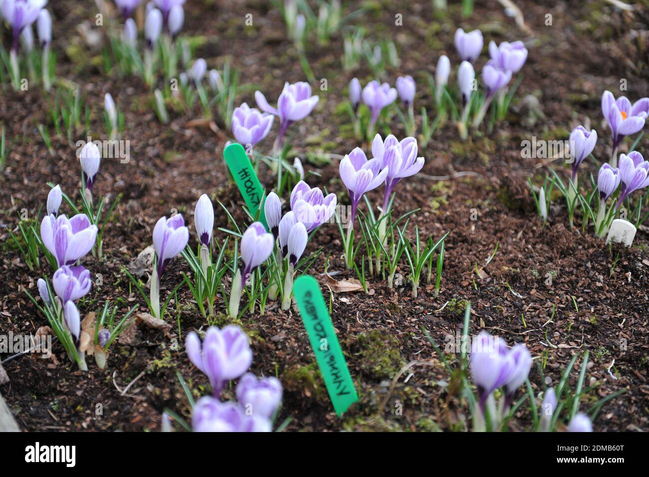 Crocus King of the Striped bloom in a garden in March Stock Photo - Alamy